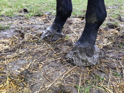 Help Horse Owners Understand Climate Plays A Critical Role In Hoof Health