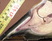 Supporting the Ledge