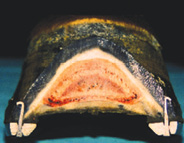 Supporting the Ledge