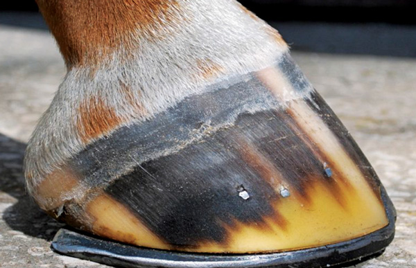 The Ideal Hoof Angle Depends On The Horse | 2016-12-05 | American ...