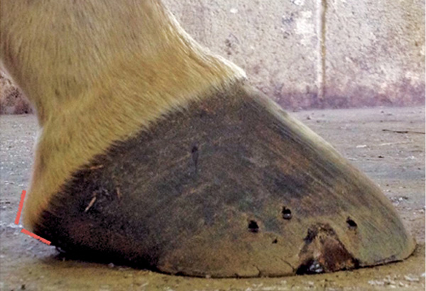The Ideal Hoof Angle Depends On The Horse