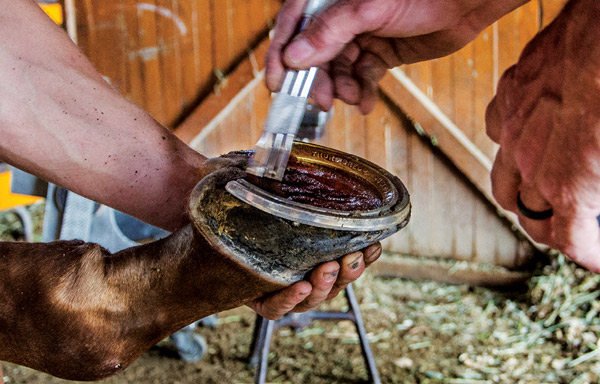Successful Track Shoeing Requires A Strong Start Out Of The Gate | 2016 ...