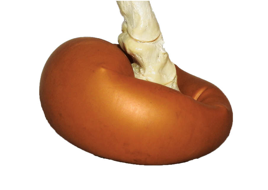 Understanding Balance With … a Balloon?