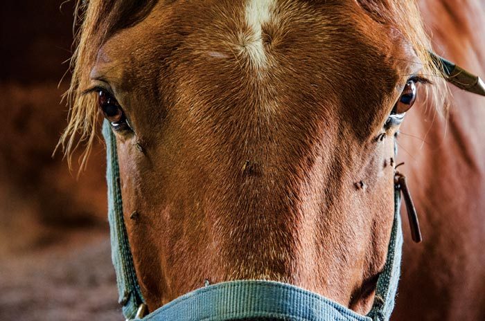 Prepare Yourself For Fly Season