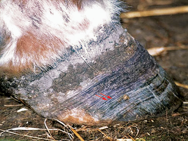 Proper Equine Diet Can Be A Difficult Balancing Act