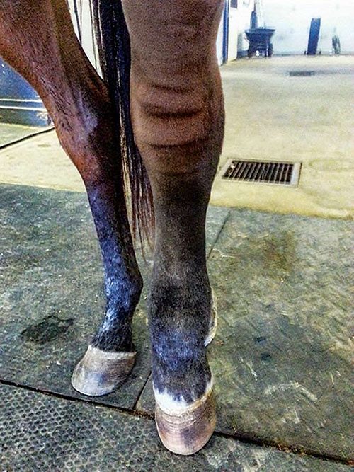Moving Beyond The Pain And Swelling Of Equine Inflammation