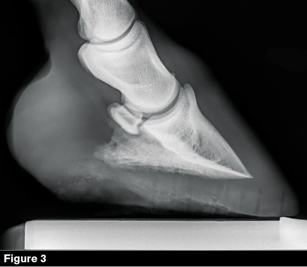 Severe White Line Disease Causes Serious Problems