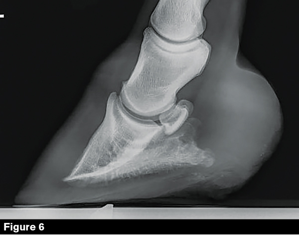 Severe White Line Disease Causes Serious Problems