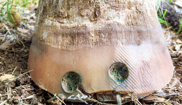 Opinions On Preventing And Treating White Line Disease