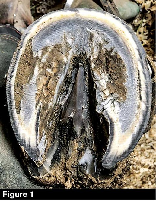 An Overview of Equine Canker