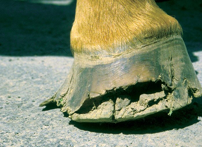 Preventing And Treating White Line Disease