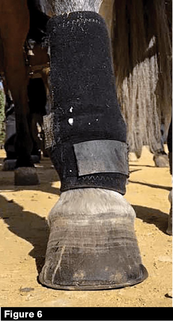 Always Consider What Affects the Hoof’s Shape