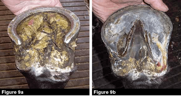Always Consider What Affects the Hoof’s Shape