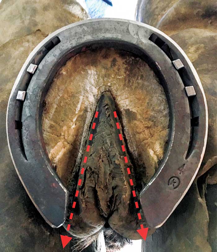 How is Your Hoof Care Affecting the Inside of the Equine Foot?