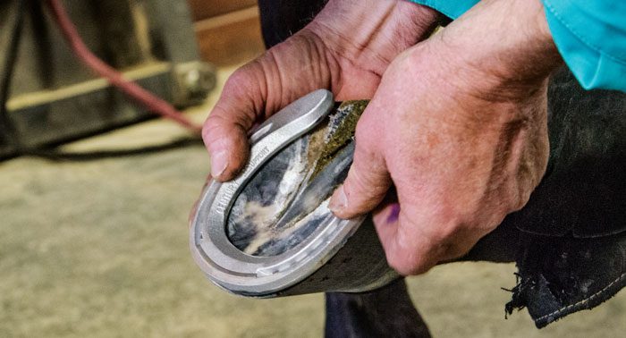 Getting The Farrier Perspective