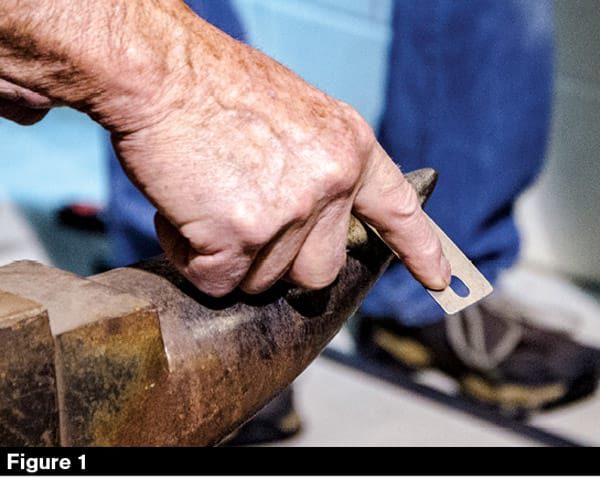 Are You Using the Horn Correctly?