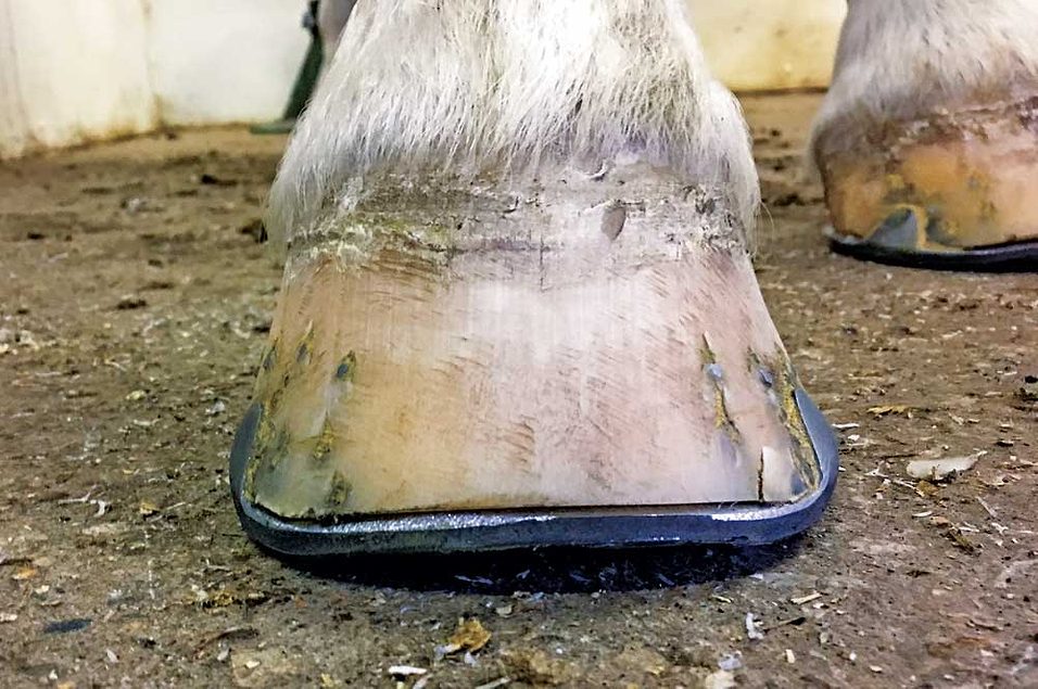 When and How to Rocker and Roll Toes in Horseshoes