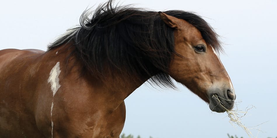 Overcome “Bad” Horses in Your Hoof-Care Practice
