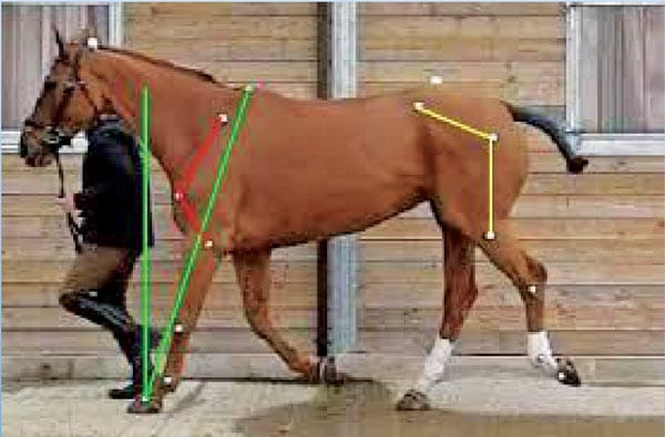 Understanding and Demystifying Evidence-Based Farriery