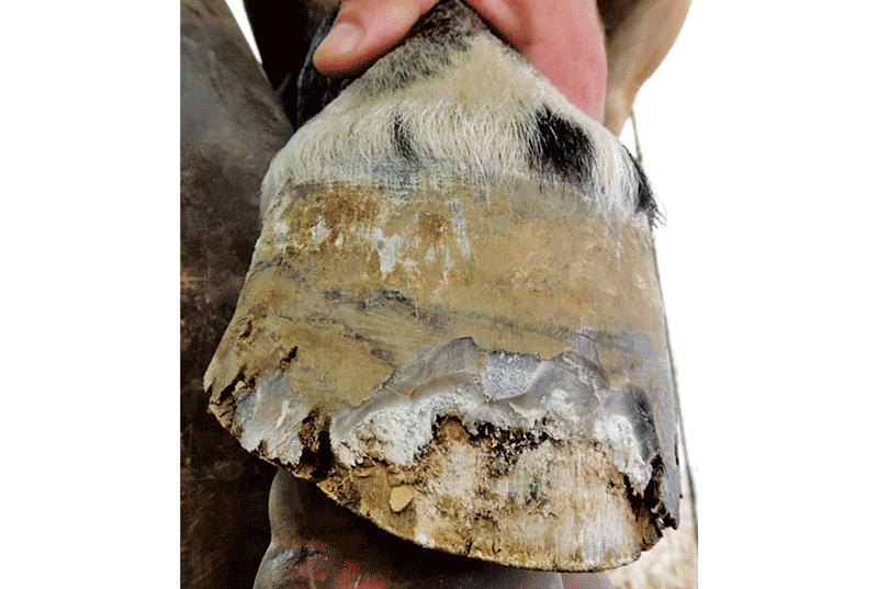 UC Davis Treats White Line Disease with Surgical Laser