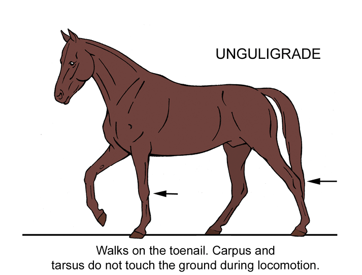Equine Reciprocating Systems: Interosseous Muscles to the Suspensory ...