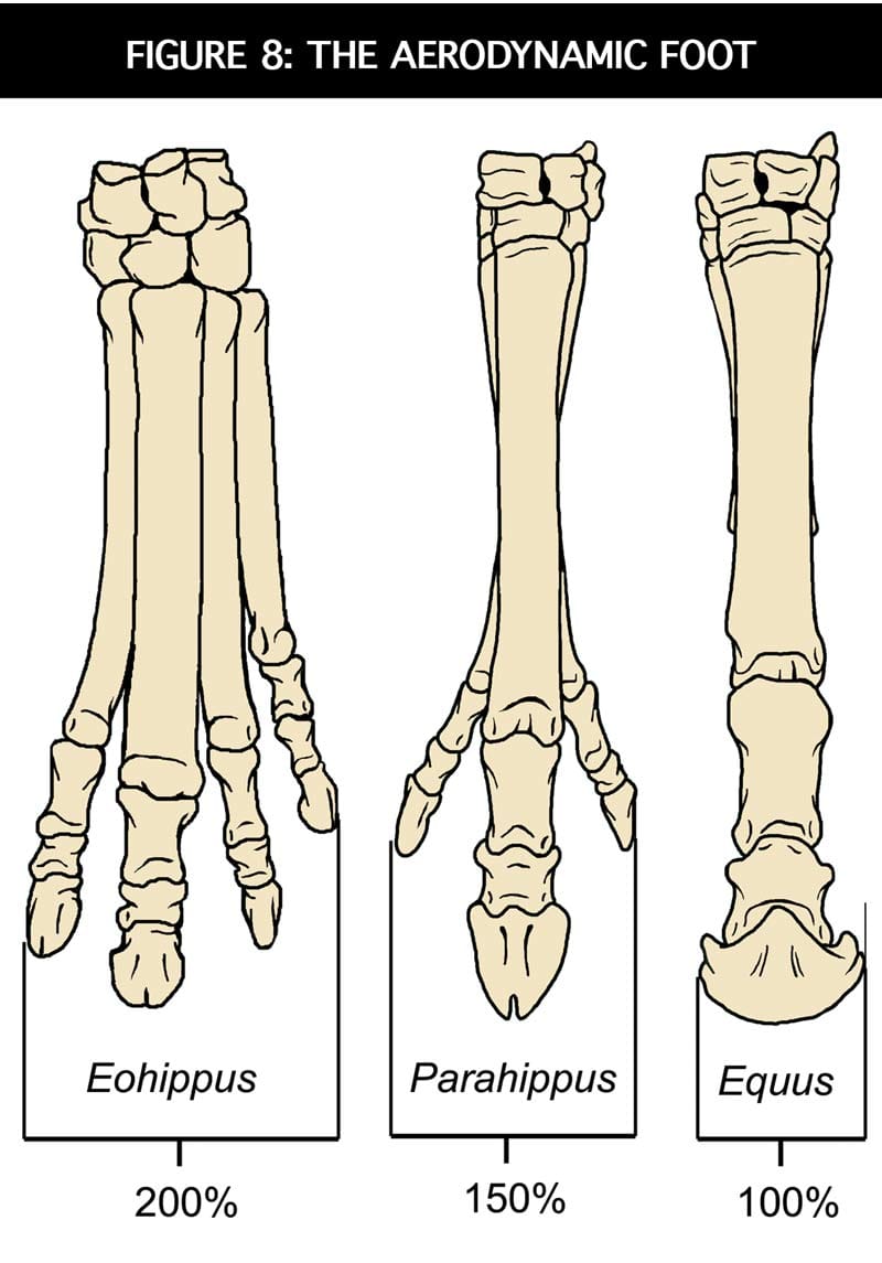 Horse Front Leg Bones