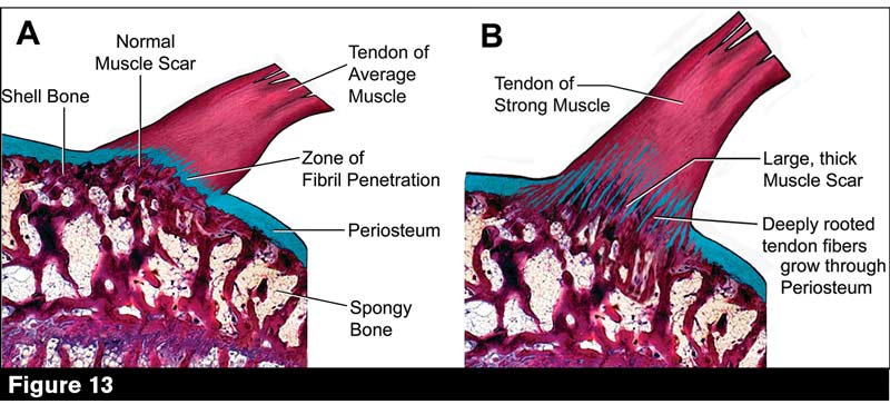 Sharpeys Fibers Histology