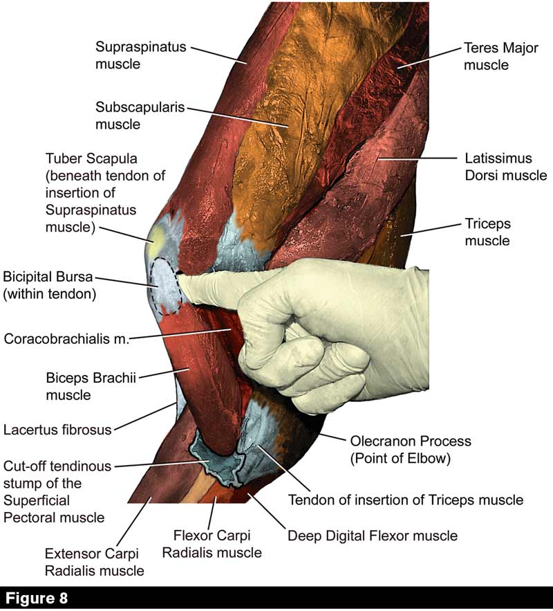 Equine Sesamoid Bones