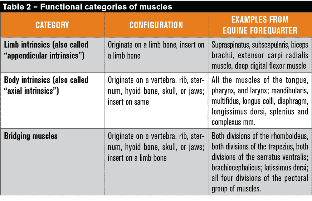 Equine Reciprocating Systems: Examining the Shoulder to Thorax Junction