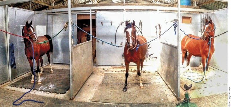 Hoof-Care for the Cloned Horse