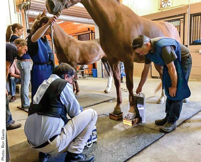 Veterinarians At Work With Horses