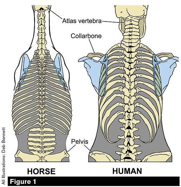 Equine Reciprocating Systems: Extreme Skeletal Specializations