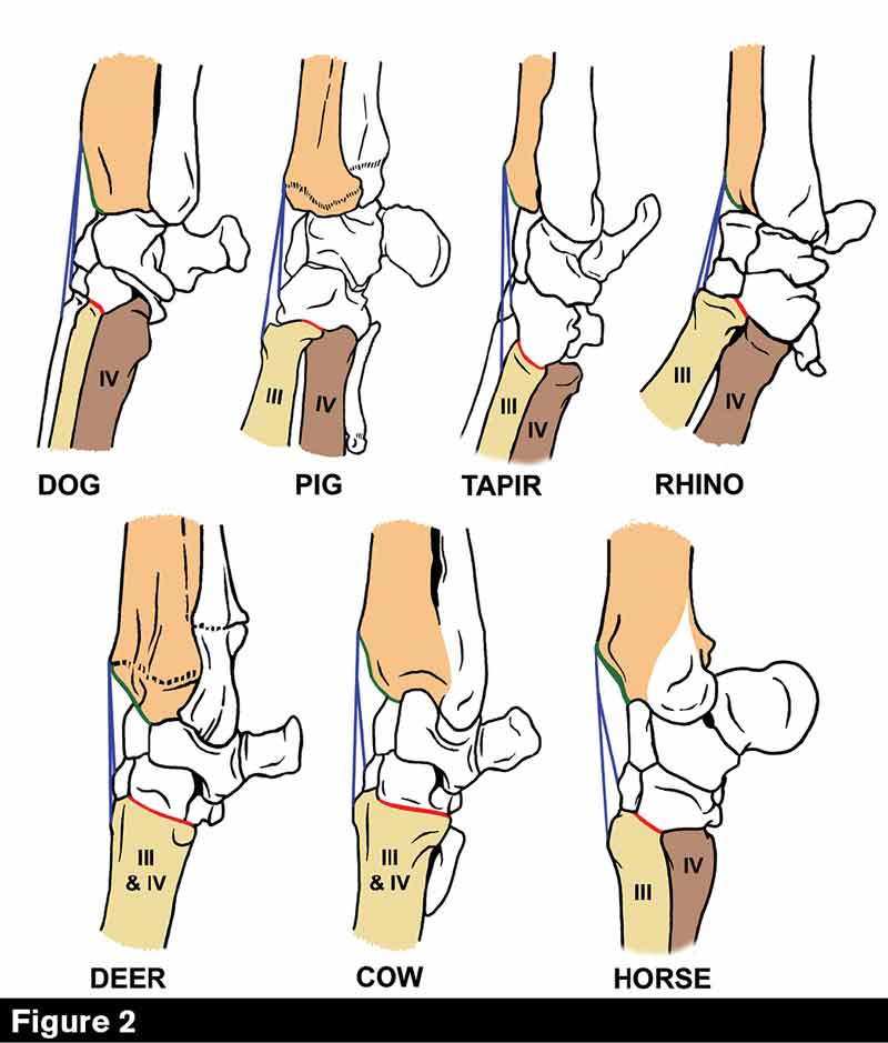 Animal In Carpus Anatomy