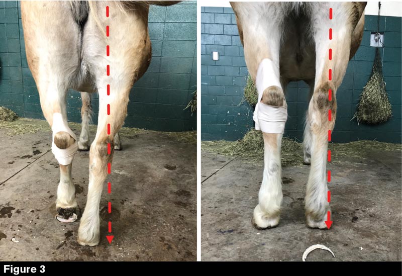 How Hind End Geometry Improves Performance and Balance