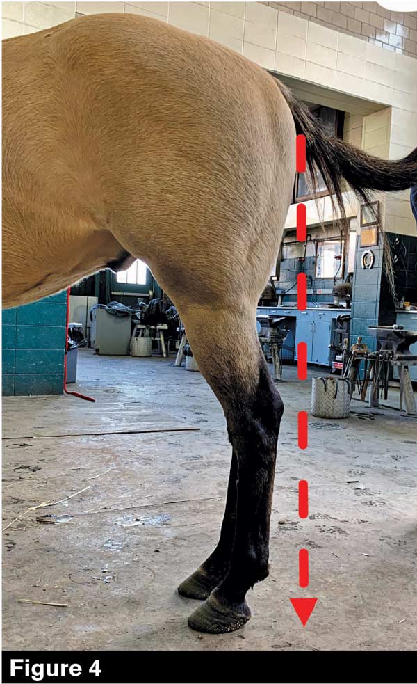 How Hind End Geometry Improves Performance and Balance