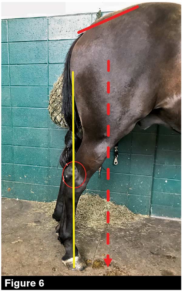How Hind End Geometry Improves Performance and Balance