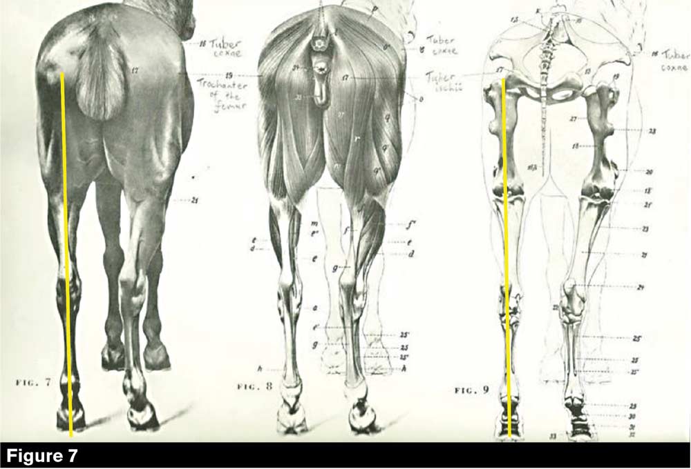 How Hind End Geometry Improves Performance and Balance