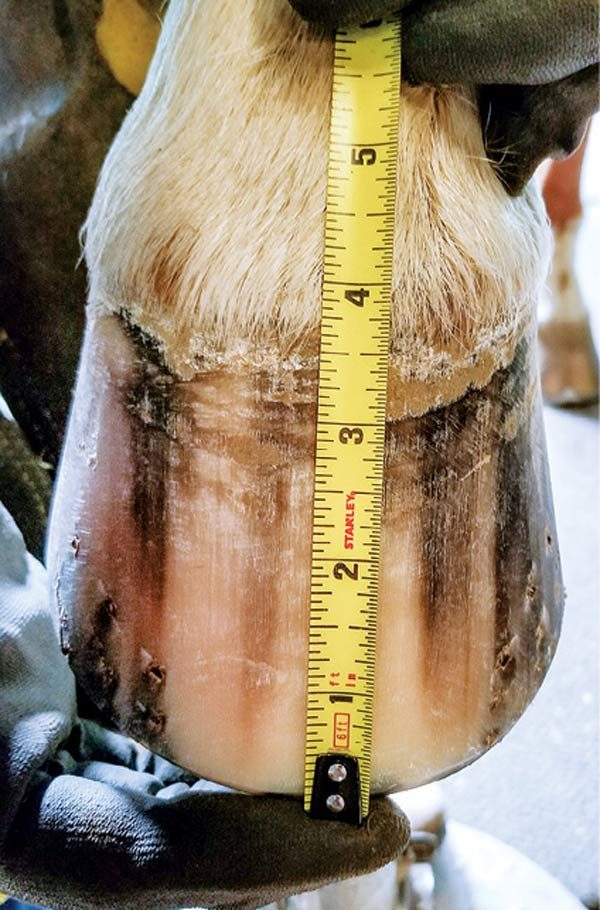 Maryland Farrier’s Toe Length Protocol Keeps Show Horses in Top Form