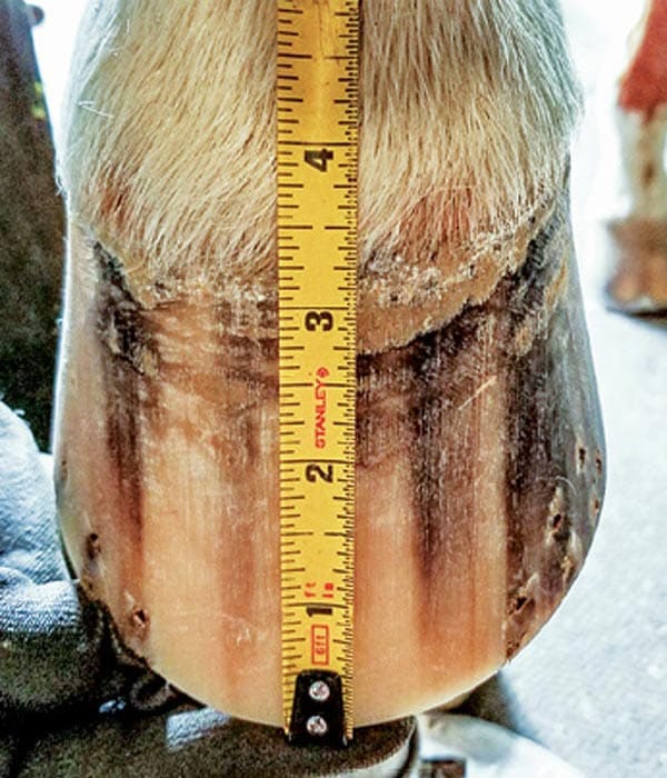 Maryland Farrier’s Toe Length Protocol Keeps Show Horses in Top Form