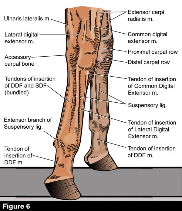 Contracted Tendons In Horses