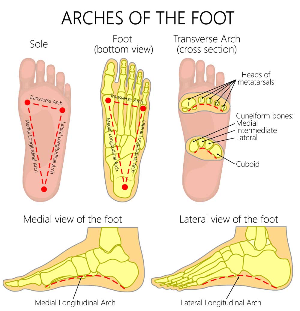 Name Of Each Toe On The Foot Outlet | emergencydentistry.com