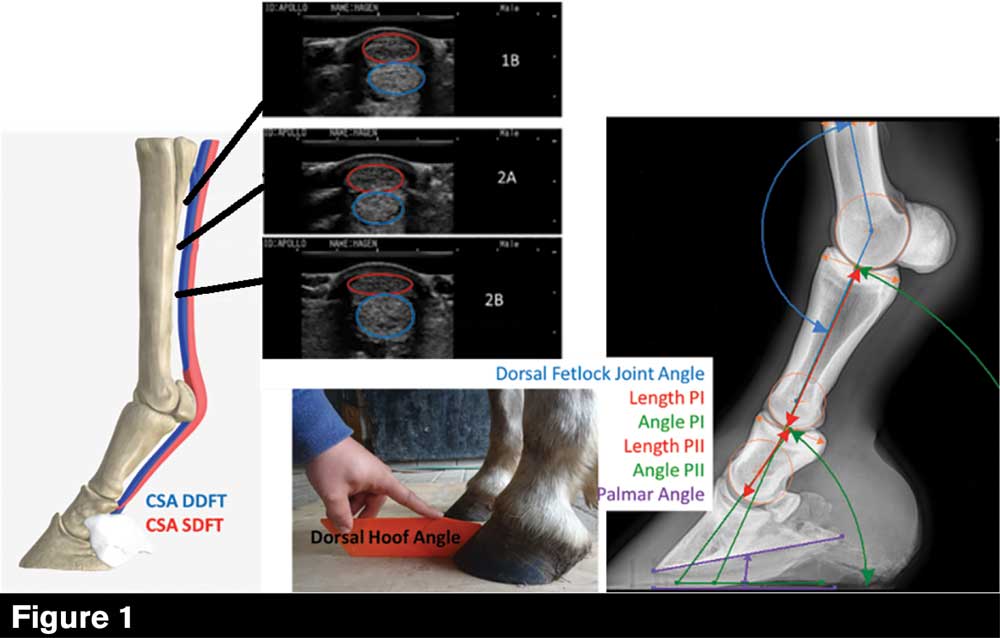 Ligaments Of The Fetlock