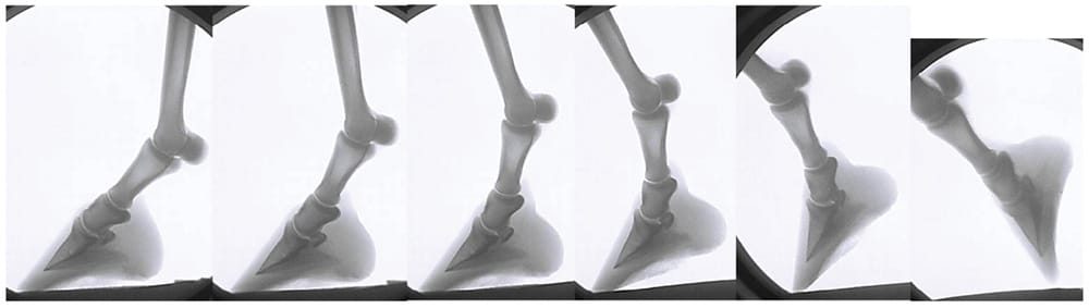 Shoeing to Support Fetlock Joints Affected by Tendon and Ligament Injuries