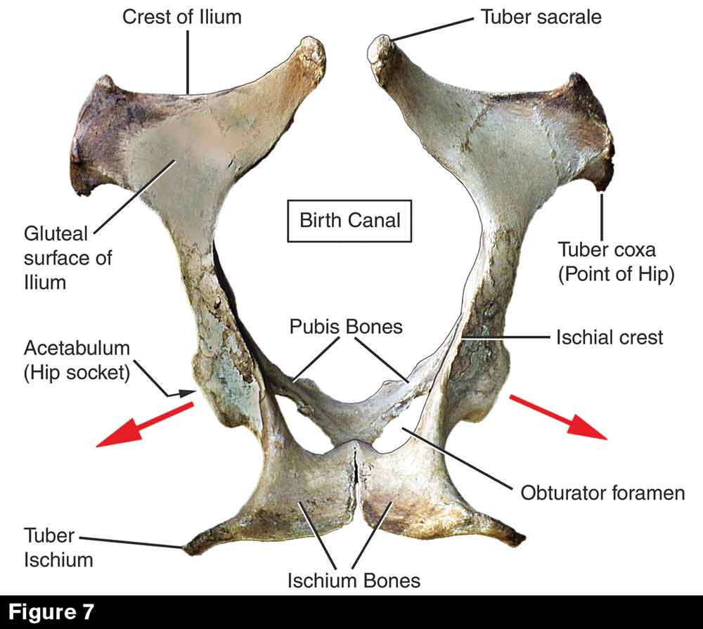 Astragalus Bone Horse