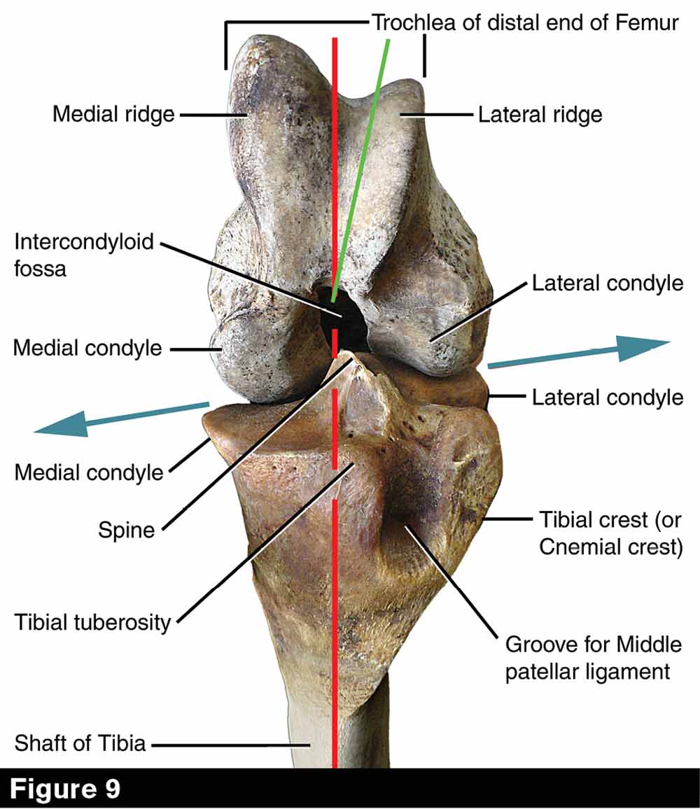 Equine Anatomy May Be Best Learned through Art