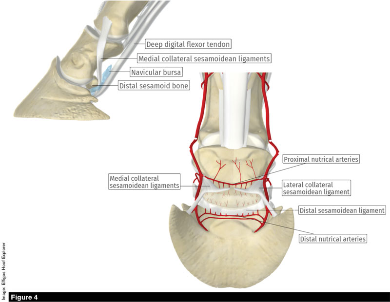 Equine Sesamoid Bone Tendons And Suspensory Ligament Provide The Horse