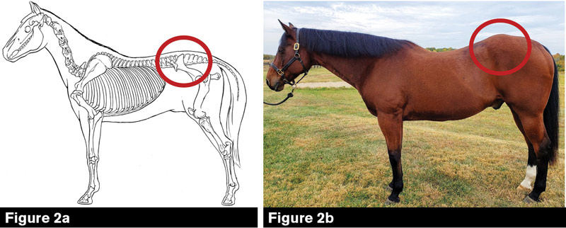 Sacroiliac Strain Pain Horse Side Vet Guide