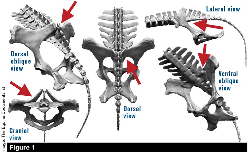 Identifying Sacroiliac Distress in Horses
