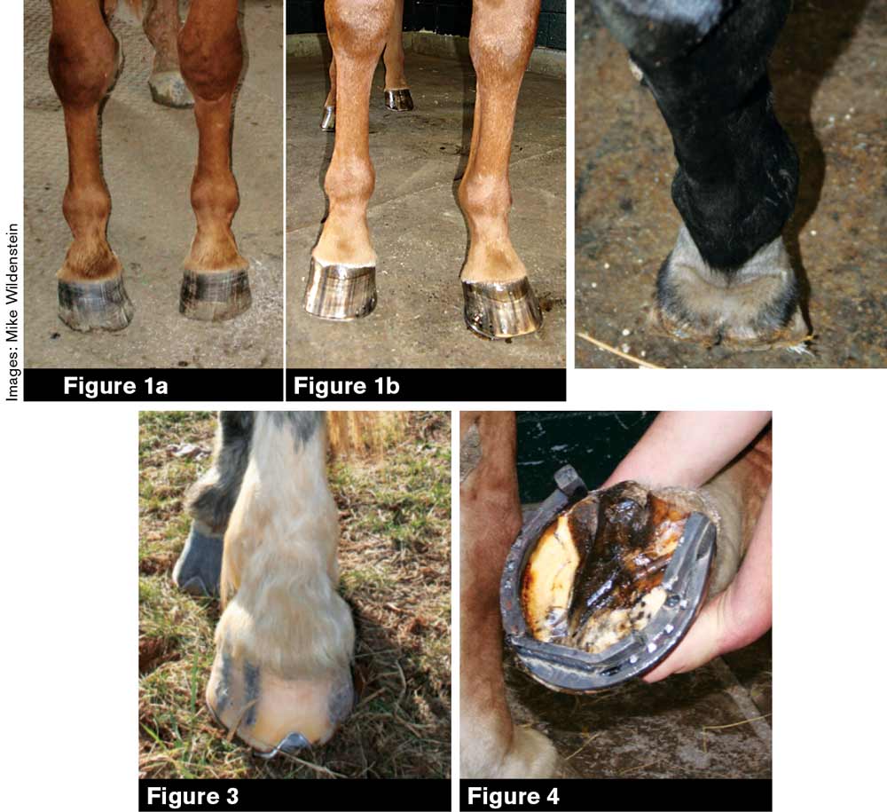 Equine Body Conformation Should Inform Your Approach to Farriery