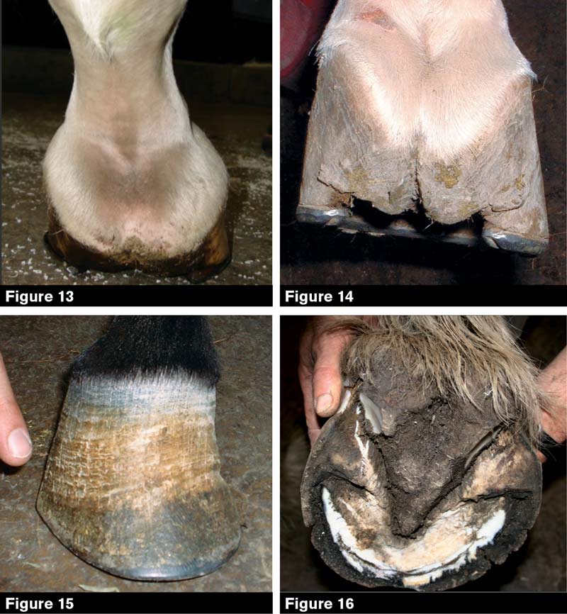 Equine Body Conformation Should Inform Your Approach to Farriery